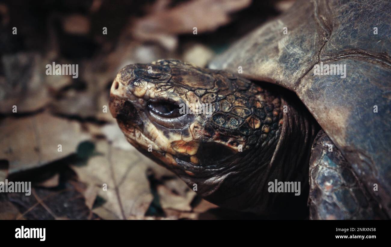 Close-up portrait of a big old turtle. The turtle is moving. Ancient ...