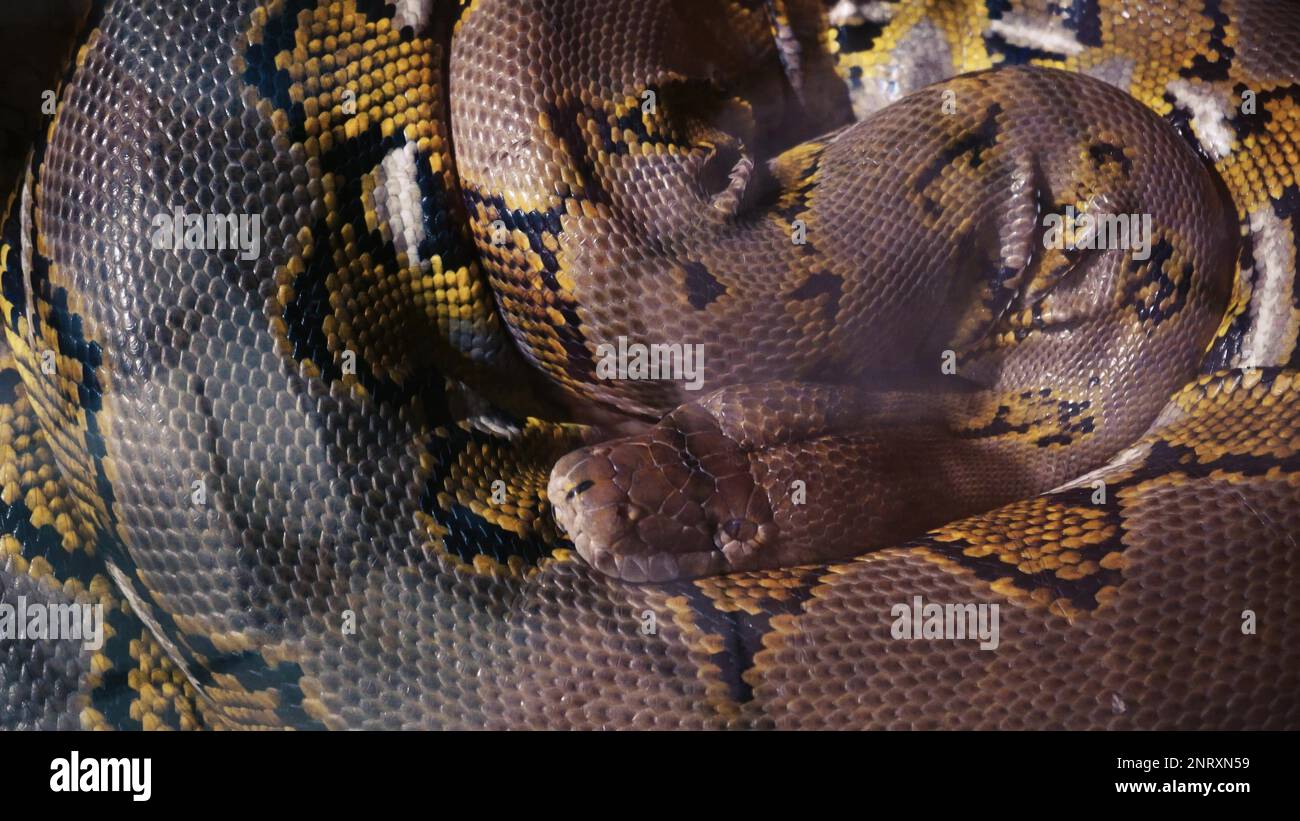 Animal wildlife background concept and free space for text. Close-up of ...