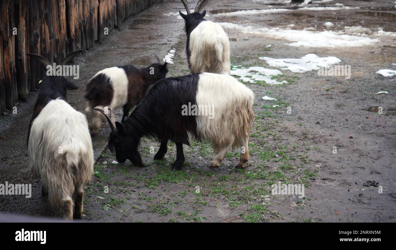 Black and white goats walk around the stadium. Portrait of a bicolor ...