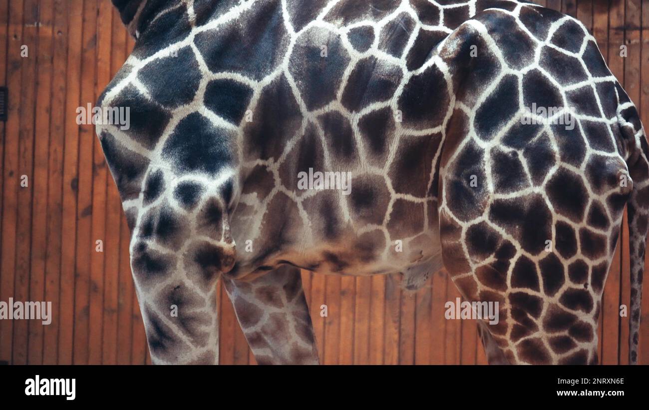 Close up African giraffe body. Animal skin texture. Giraffe skin close ...