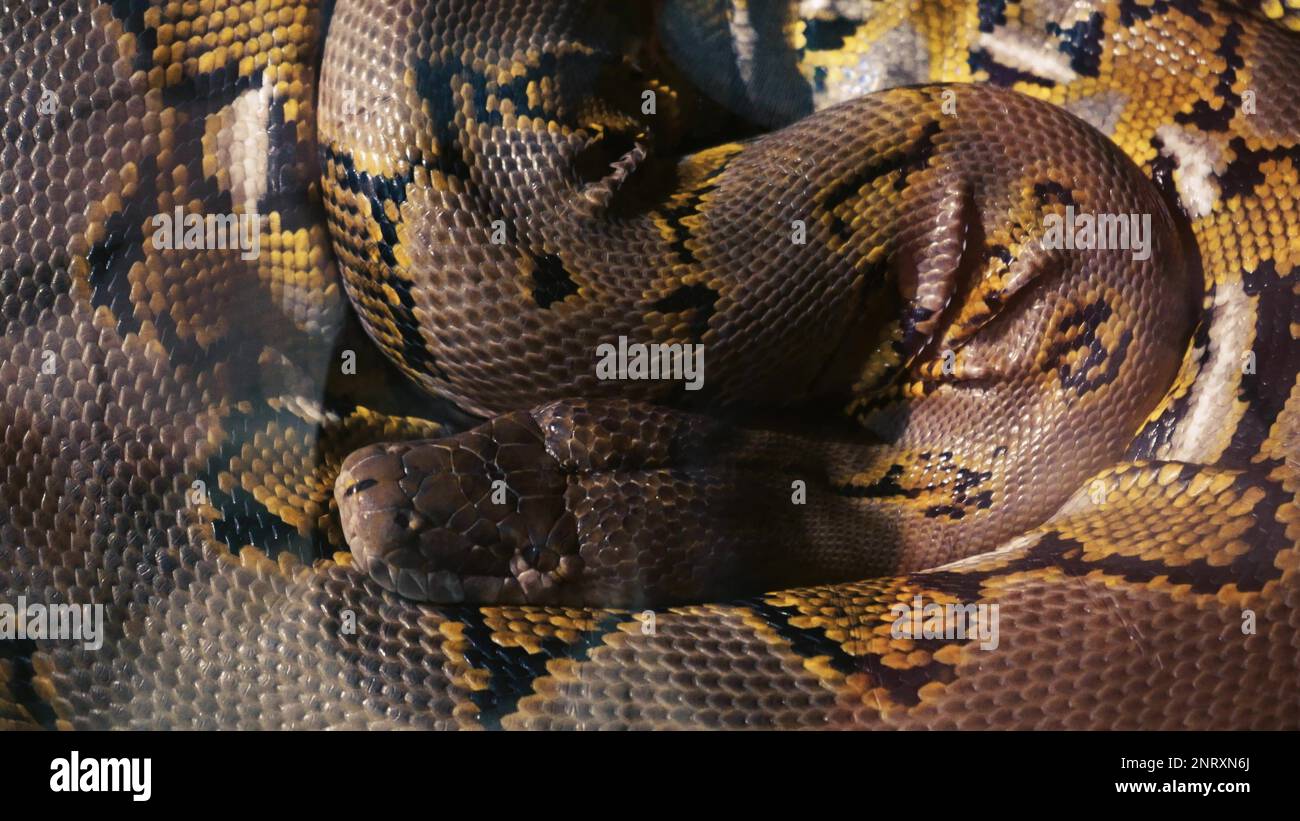 Handheld camera footage of a wild python snake sleeping on a tree ...