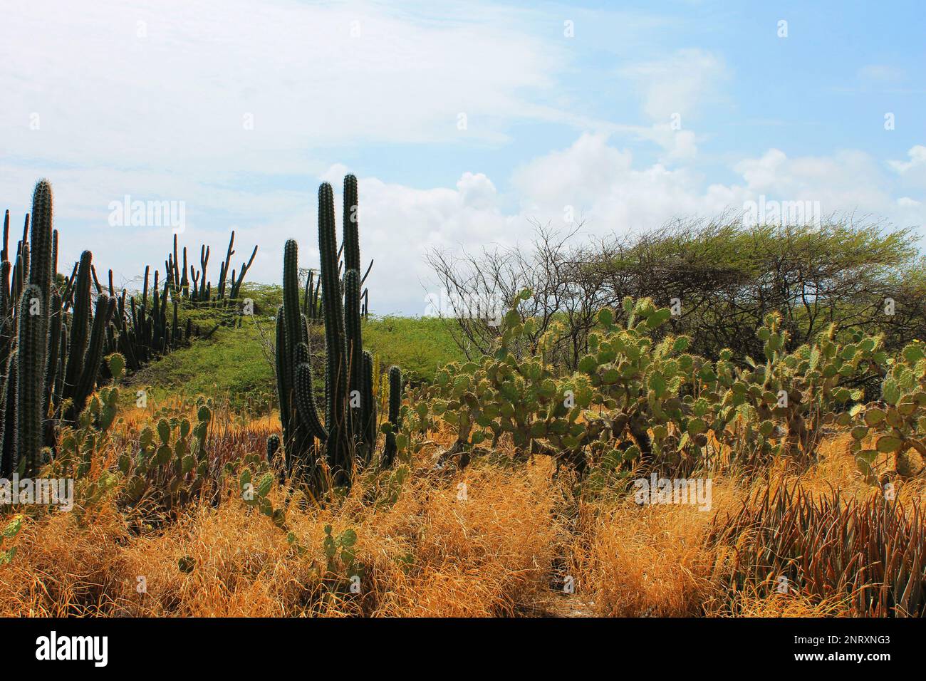 Desert Landscape, Aruba Stock Photo - Alamy