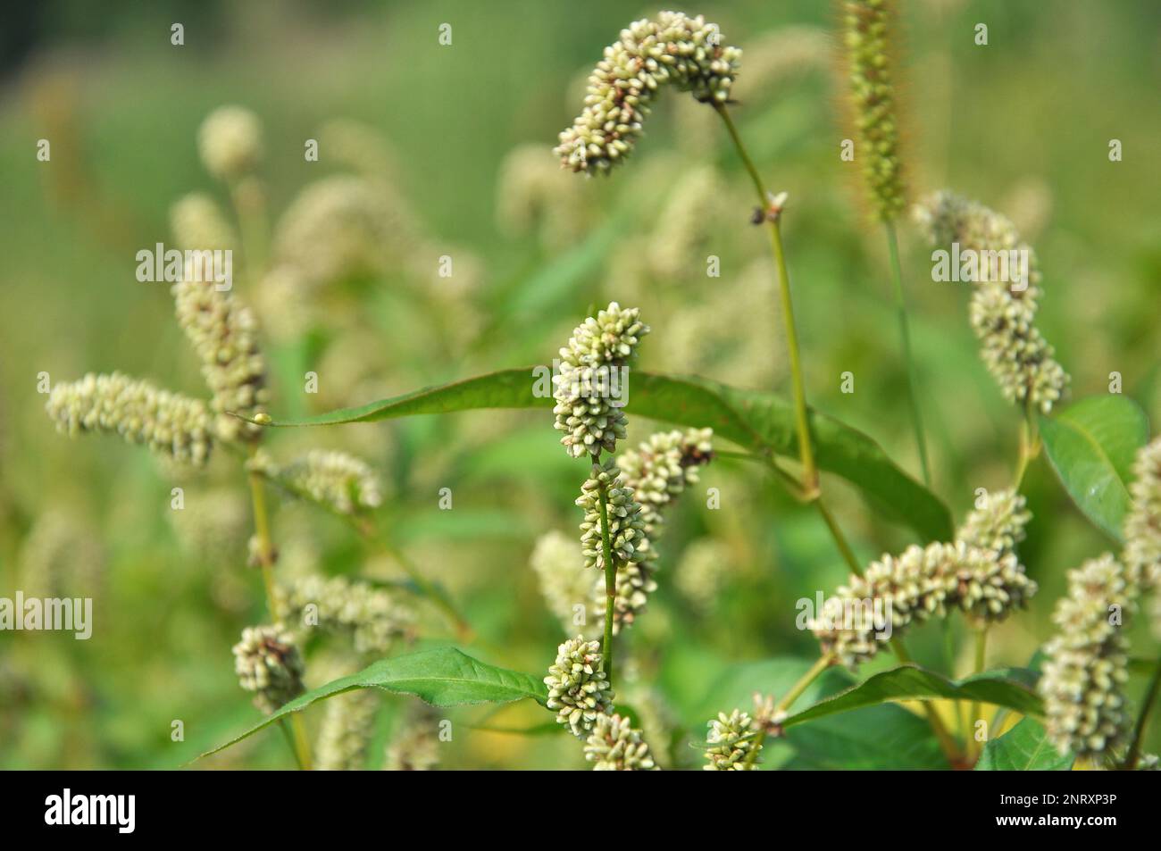 Weed Persicaria lapathifolia grows in a field among agricultural crops ...
