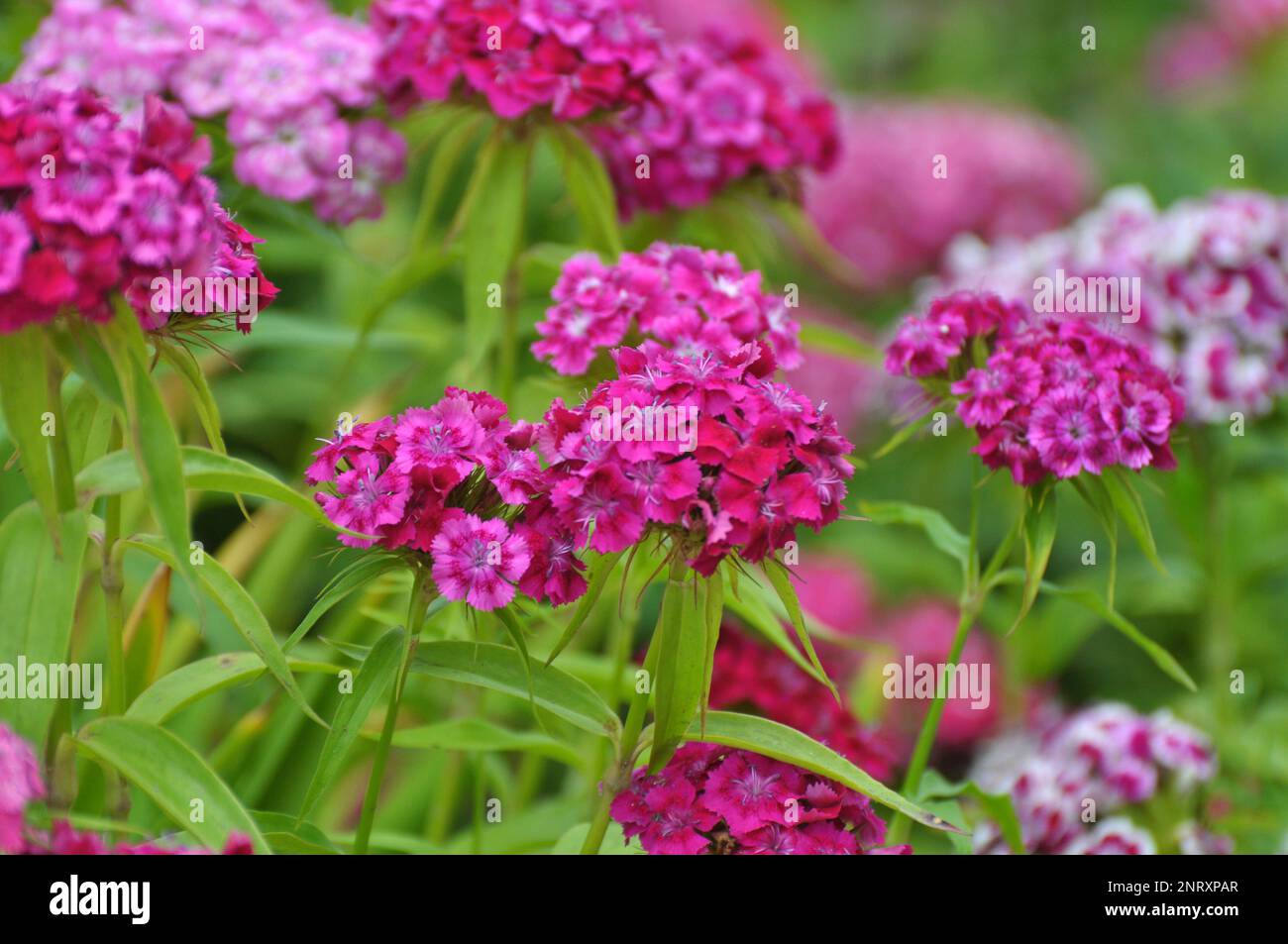Carnation group hi-res stock photography and images - Alamy
