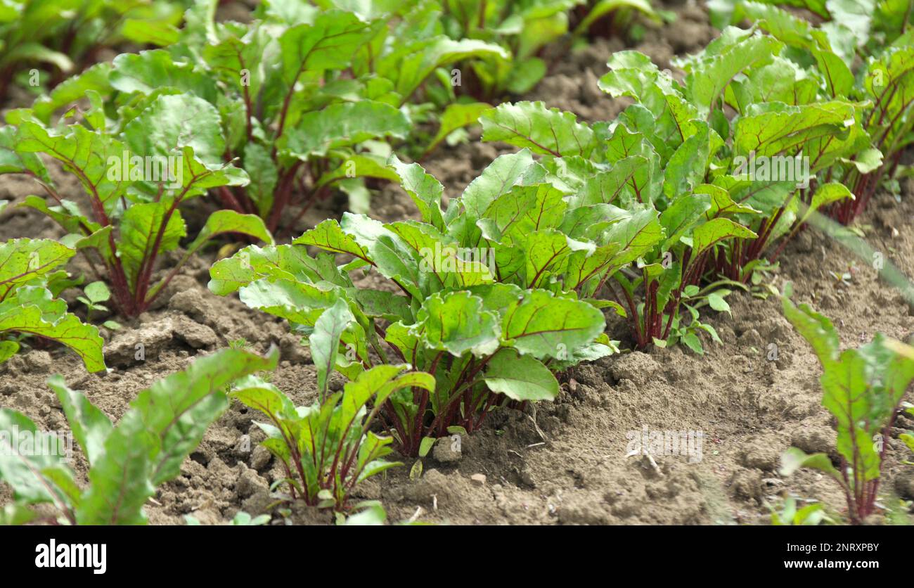Red table beet grows in open organic soil Stock Photo - Alamy
