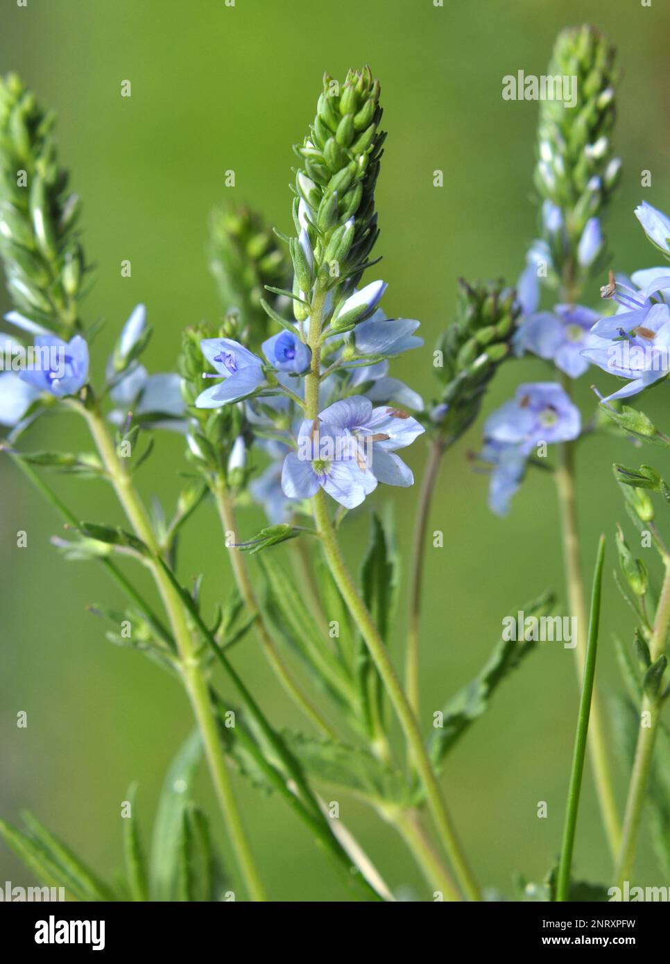 In the spring, Veronica prostrata blooms in the wild among grasses ...