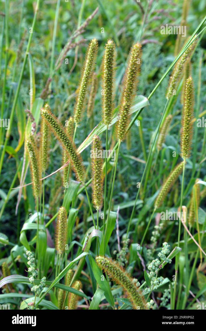 Setaria viridis hi-res stock photography and images - Alamy
