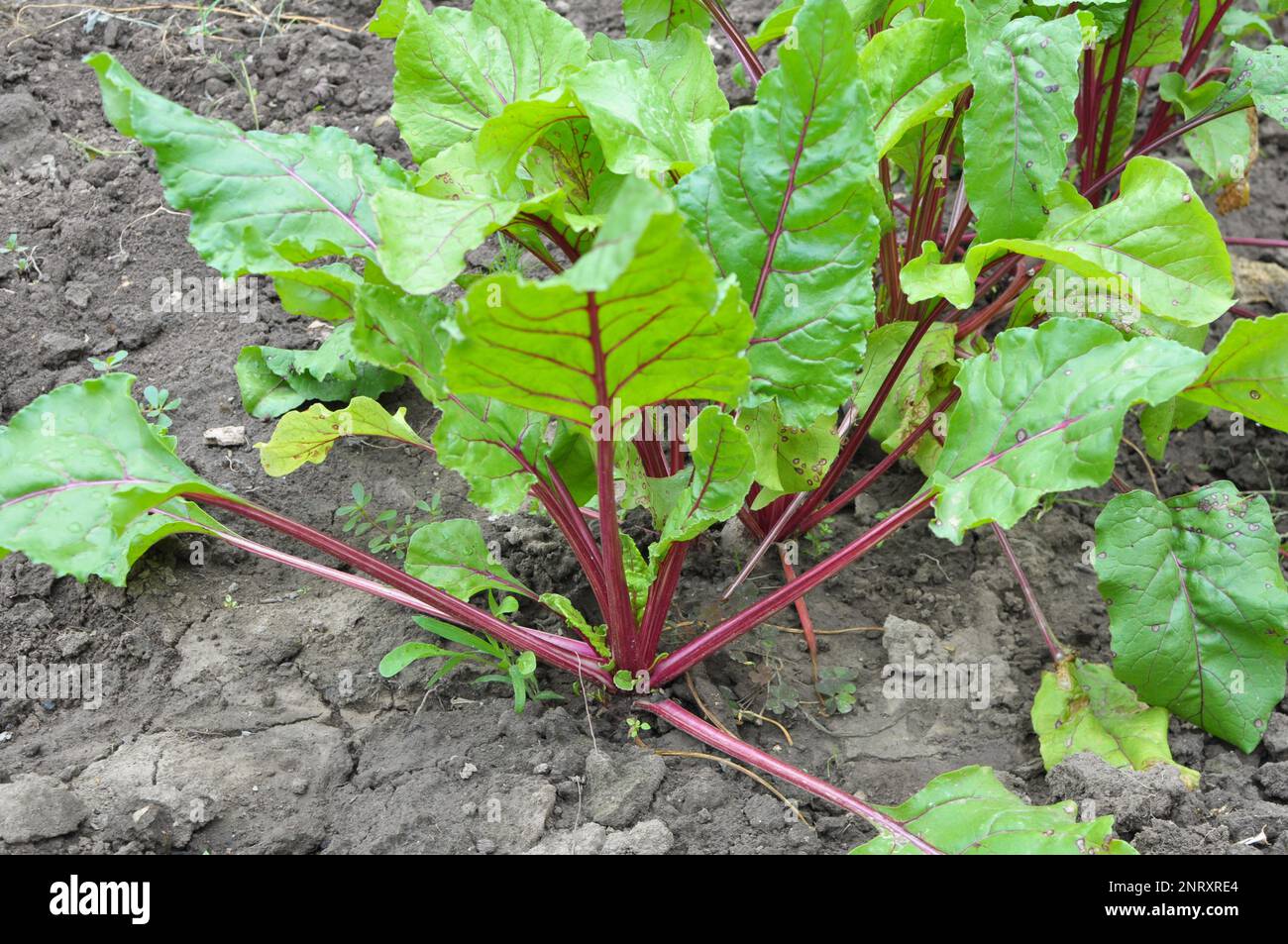 Red table beet grows in open organic soil Stock Photo - Alamy
