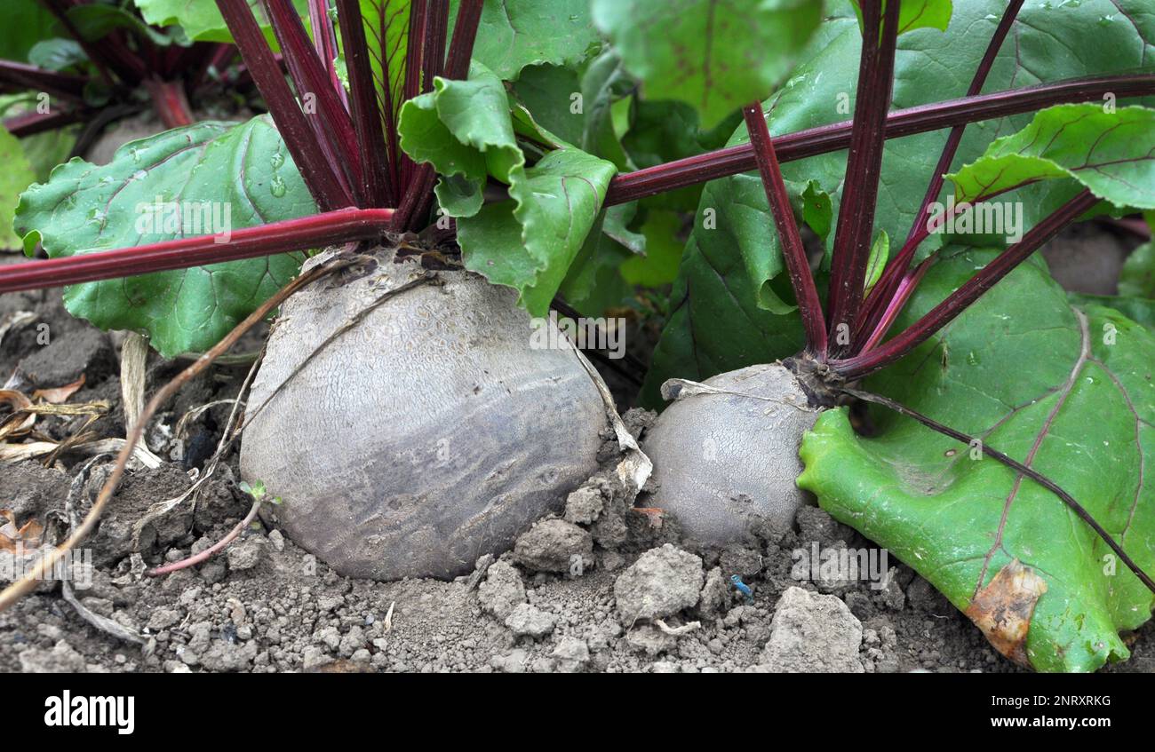 Red table beet grows in open organic soil Stock Photo - Alamy