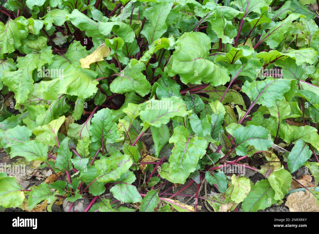 Red table beet grows in open organic soil Stock Photo - Alamy
