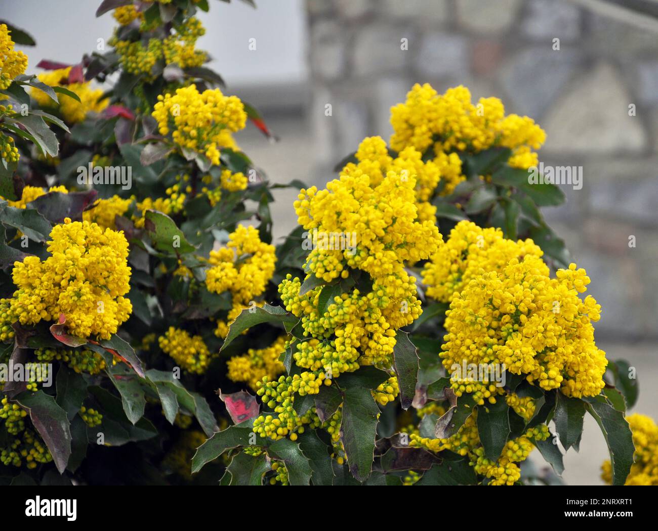 The evergreen shrub Mahonia aquifolium is used for landscaping Stock ...