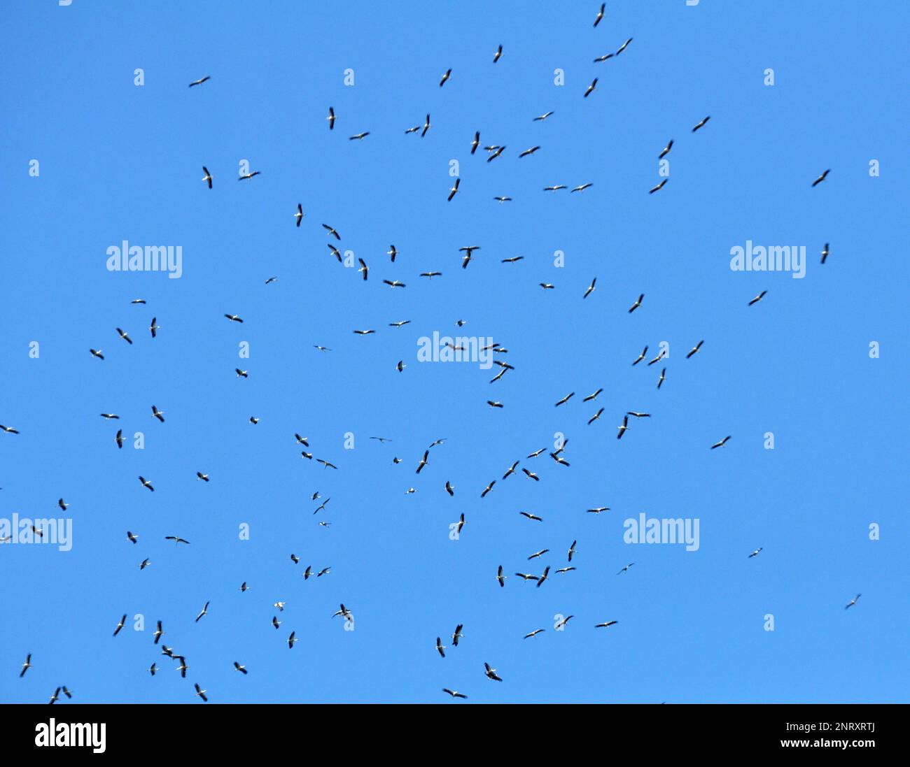 In the air, white storks gather in a flock before migration Stock Photo ...