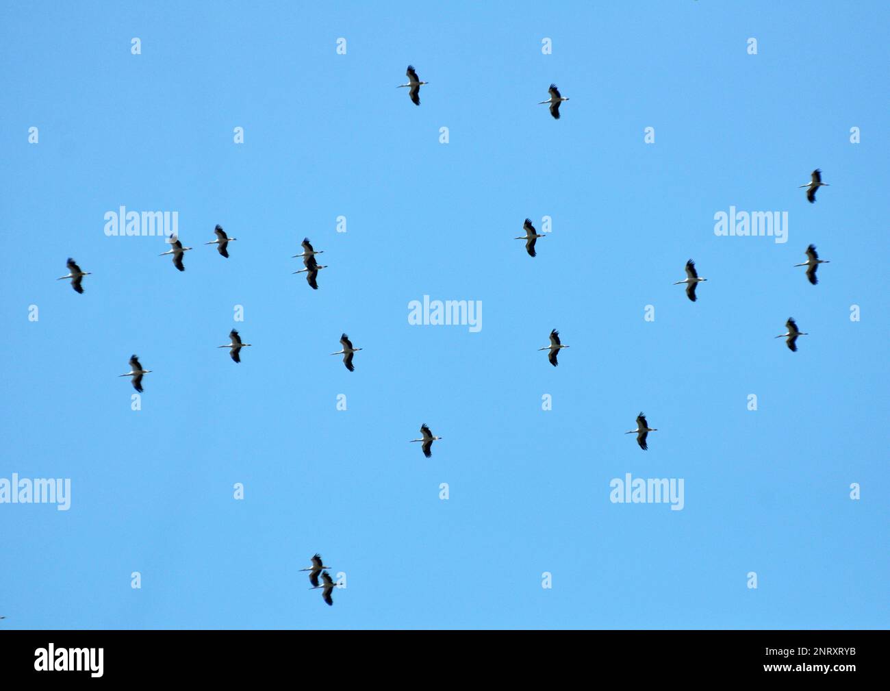 In the air, white storks gather in a flock before migration Stock Photo ...