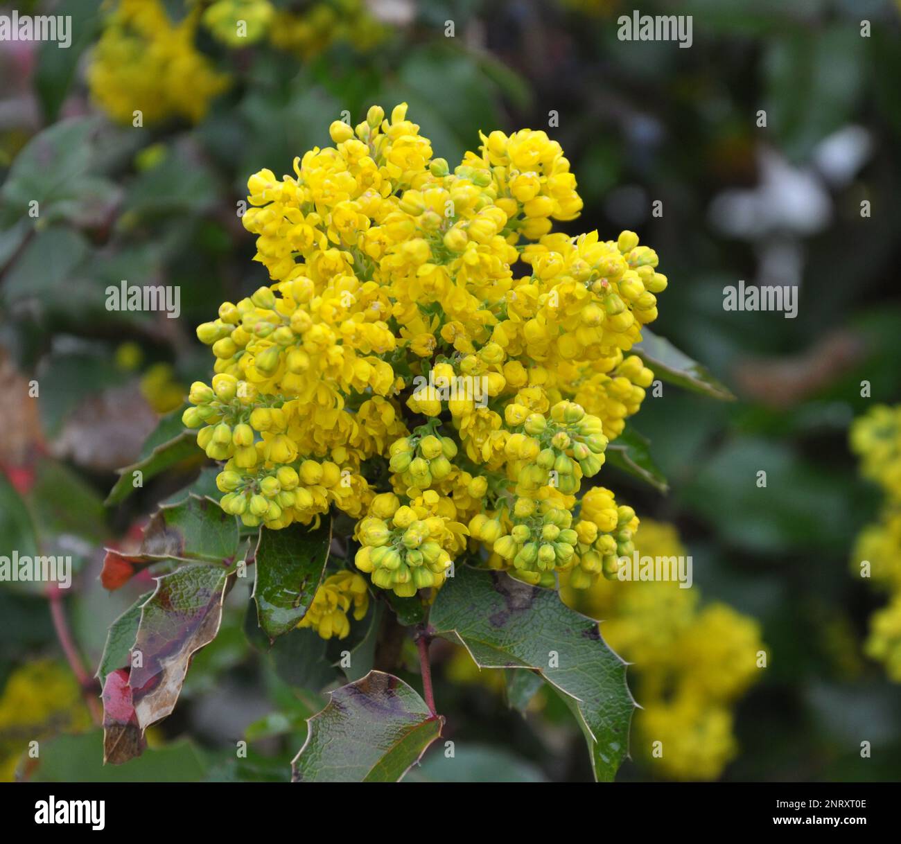 The evergreen shrub Mahonia aquifolium is used for landscaping Stock ...