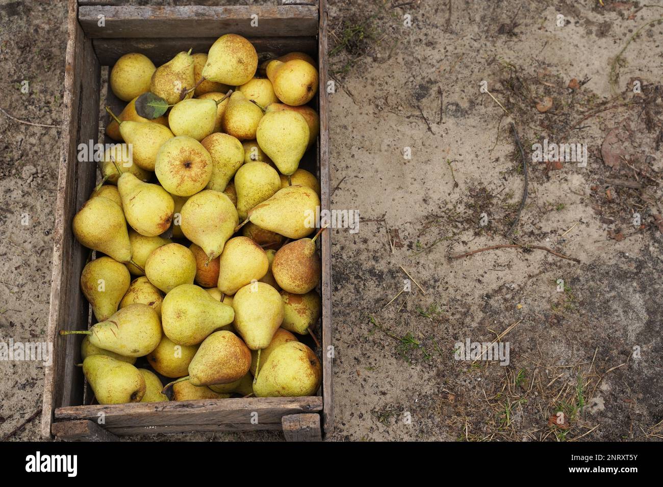 Pears on the ground hi-res stock photography and images - Alamy