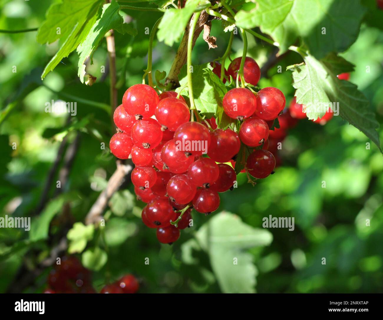 On the branch bush berries are ripe red currant (Ribes rubrum Stock ...