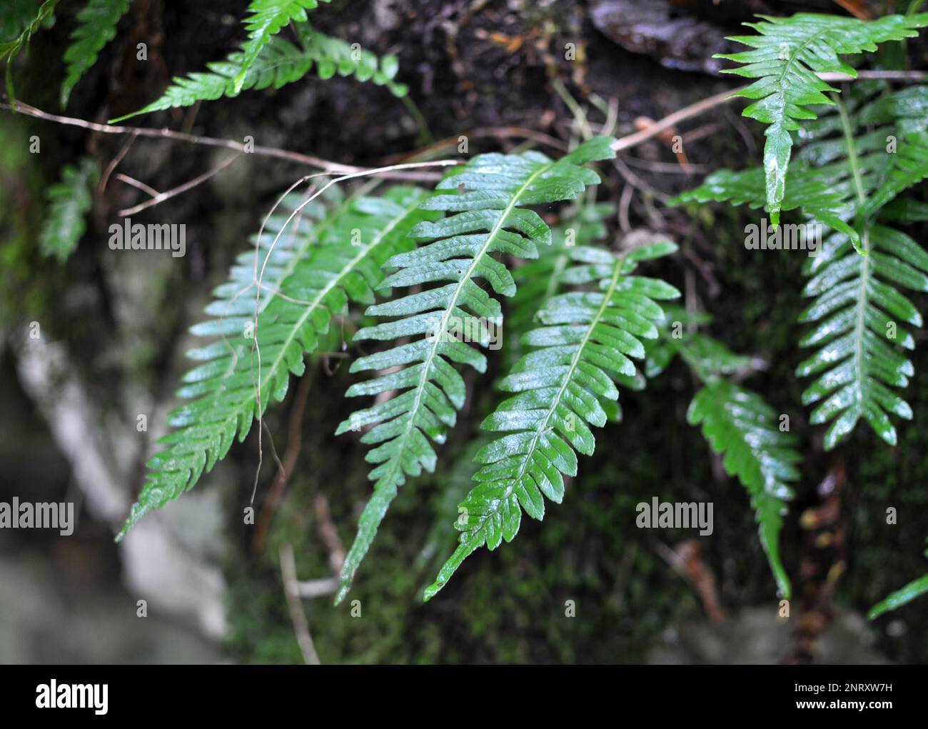 Fern Polypodium vulgare grows in the wild on a rock in the woods Stock ...