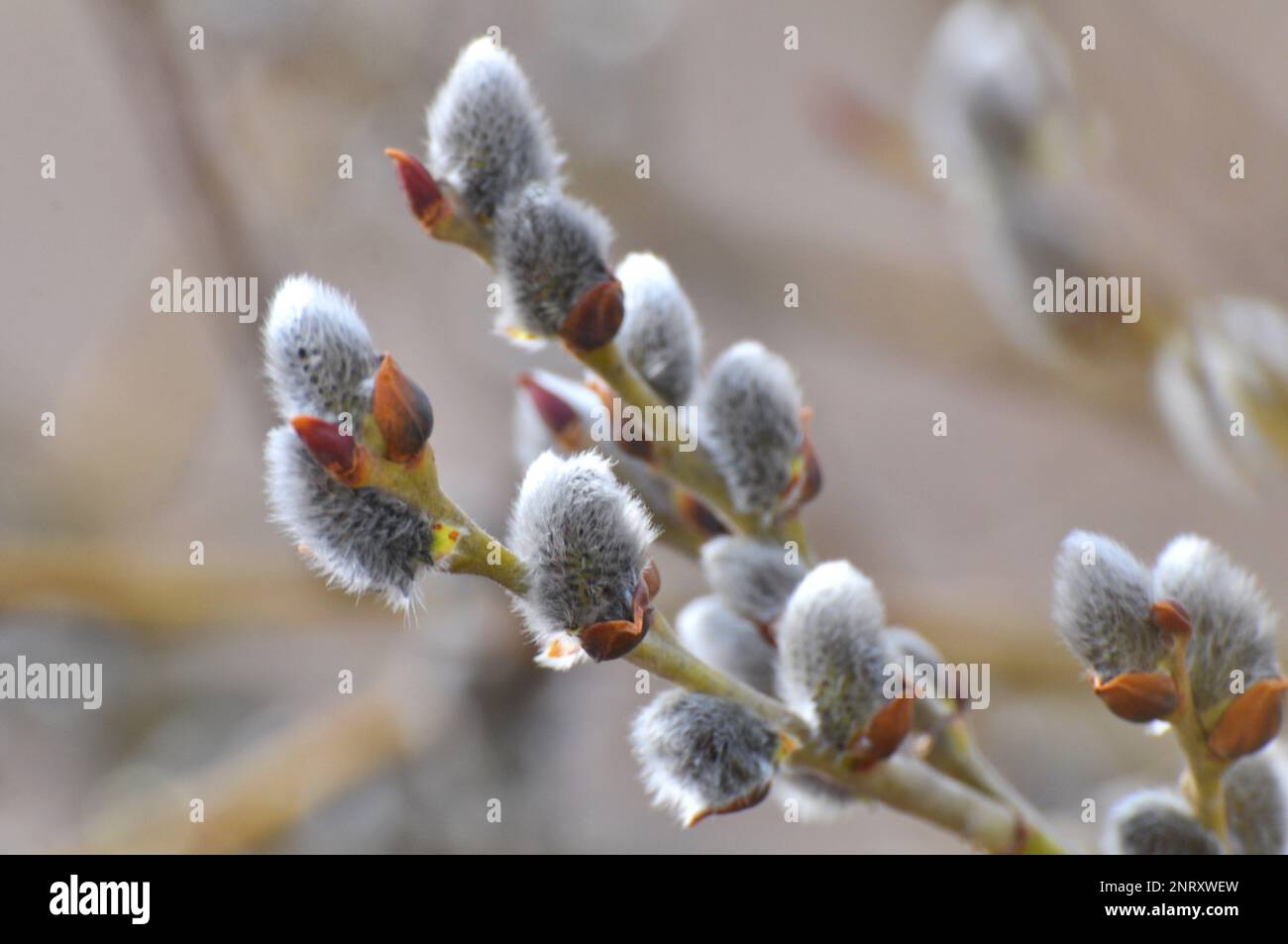 Willow (Salix caprea) branches with buds flowering Stock Photo - Alamy