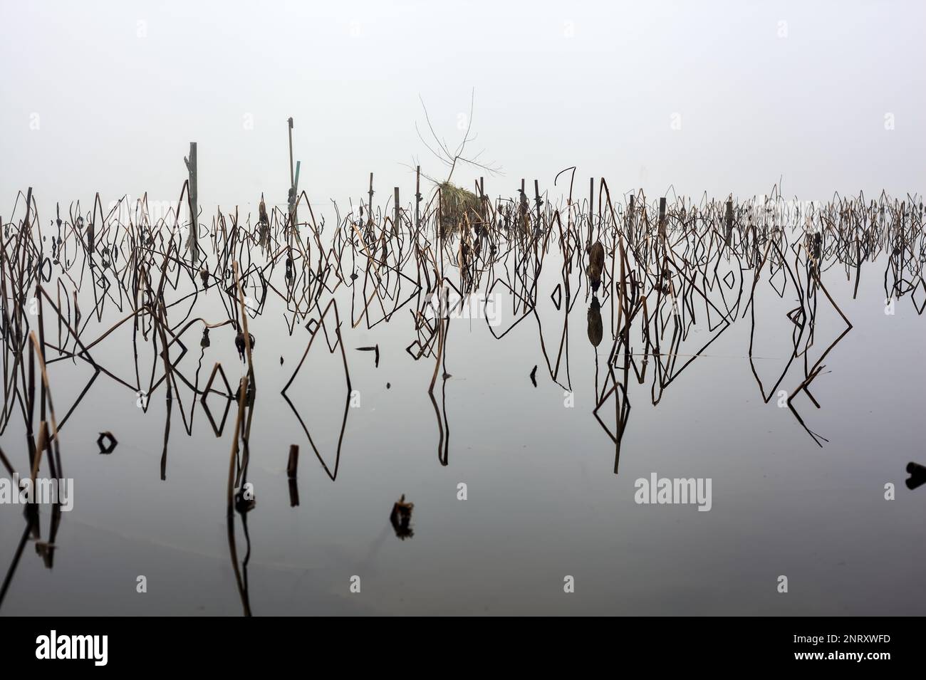 Poles and plants of a grove next to the lakeshore on a foggy day in ...