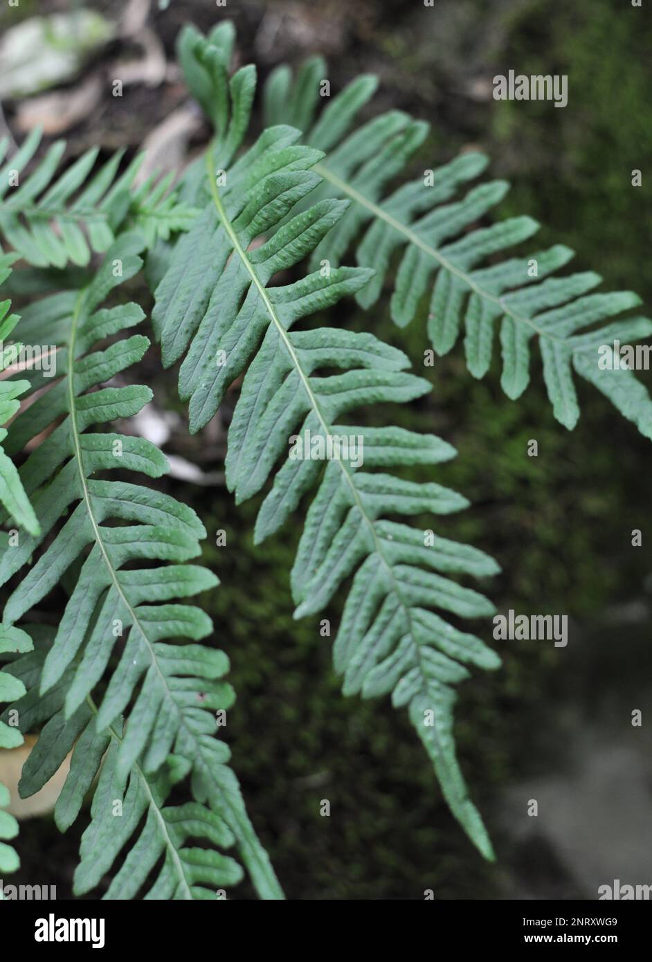 Fern Polypodium vulgare grows in the wild on a rock in the woods Stock ...