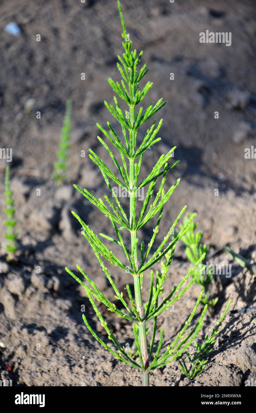Horsetail field (Equisetum arvense) grows in the wild Stock Photo - Alamy