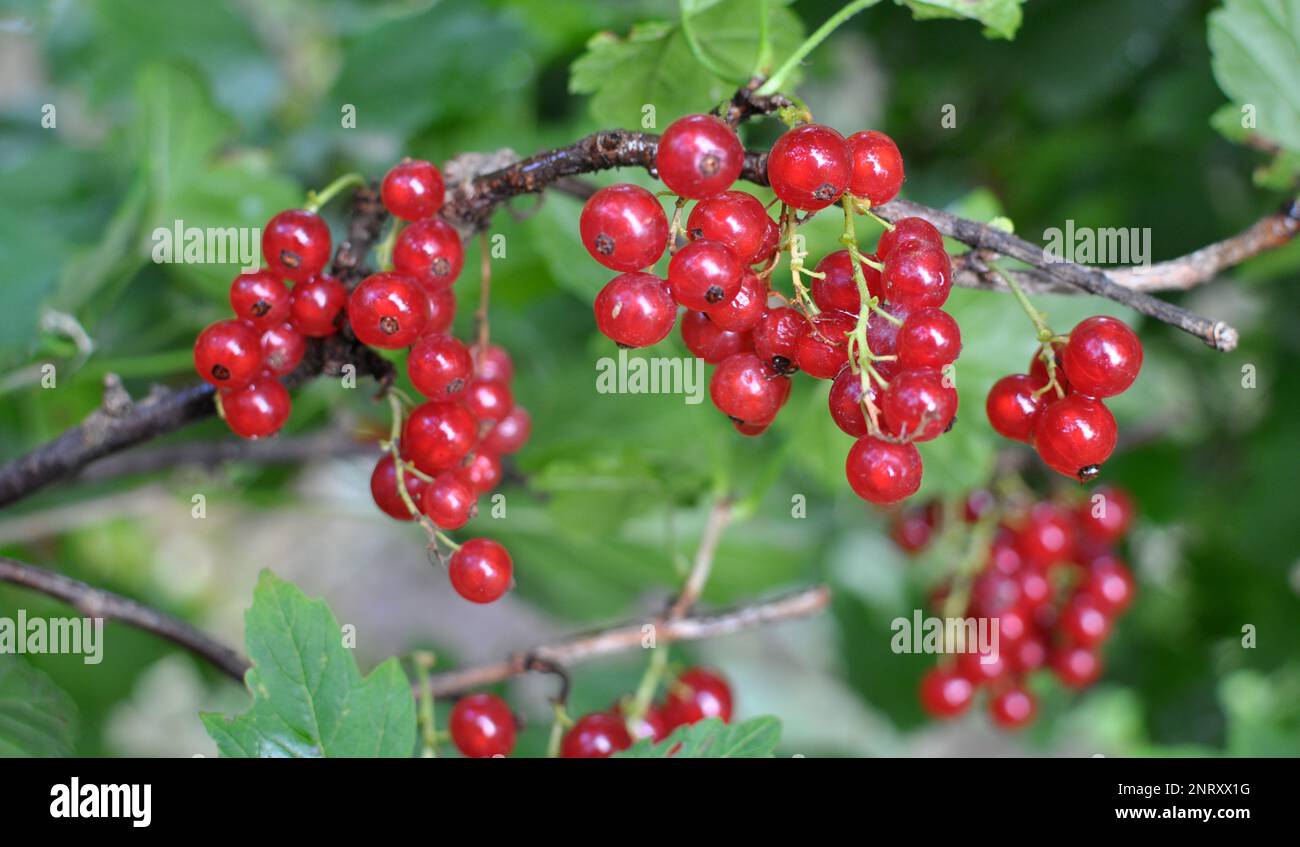 On the branch bush berries are ripe red currant (Ribes rubrum Stock ...