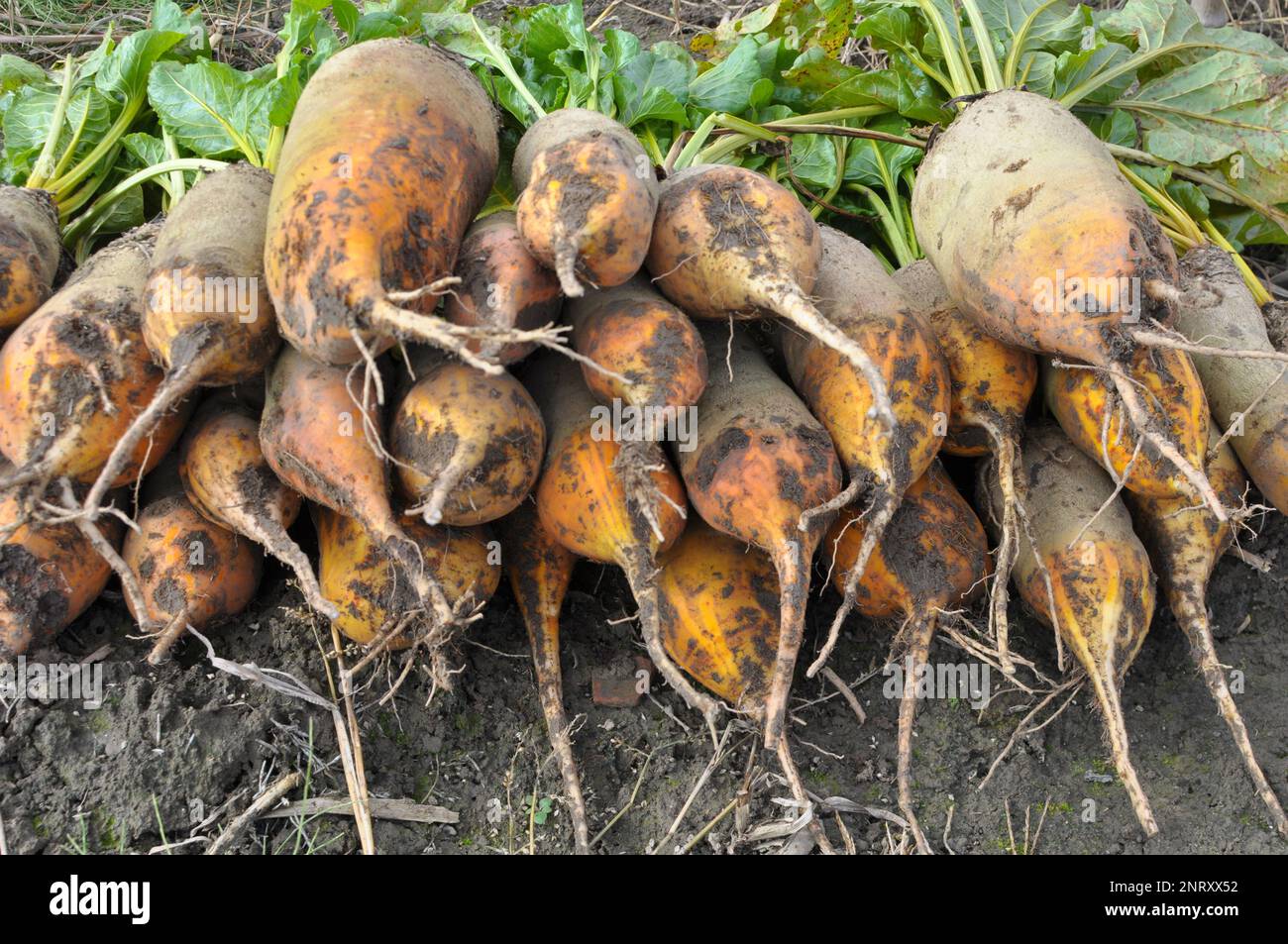 In the field on the pile dug out are fodder beets Stock Photo - Alamy