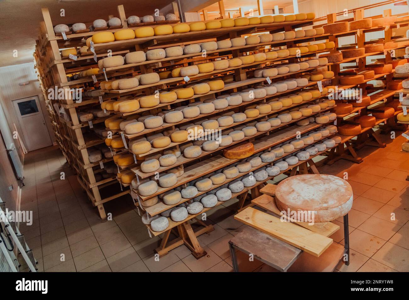 A large storehouse of manufactured cheese standing on the shelves ready ...