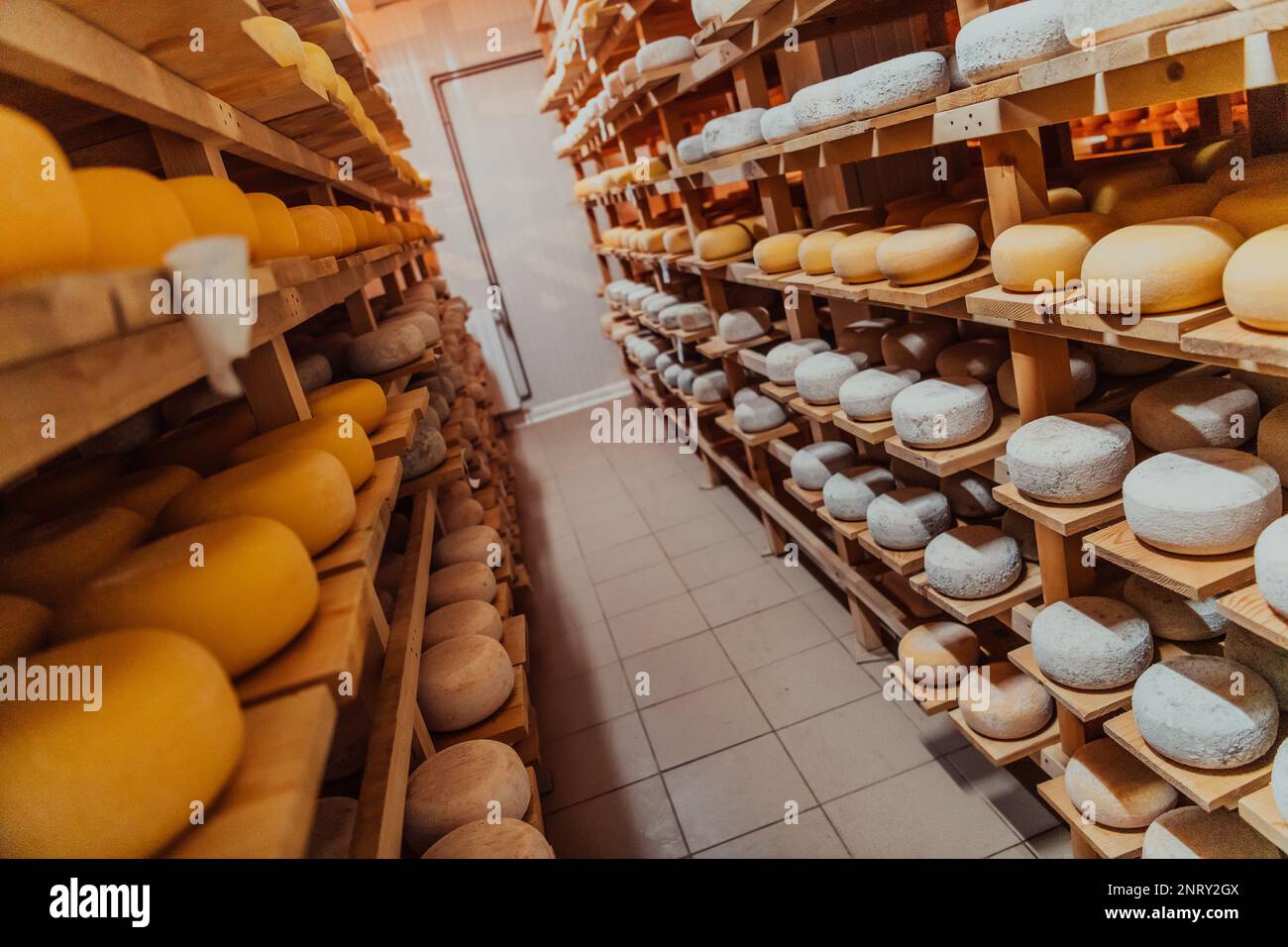 A large storehouse of manufactured cheese standing on the shelves ready ...