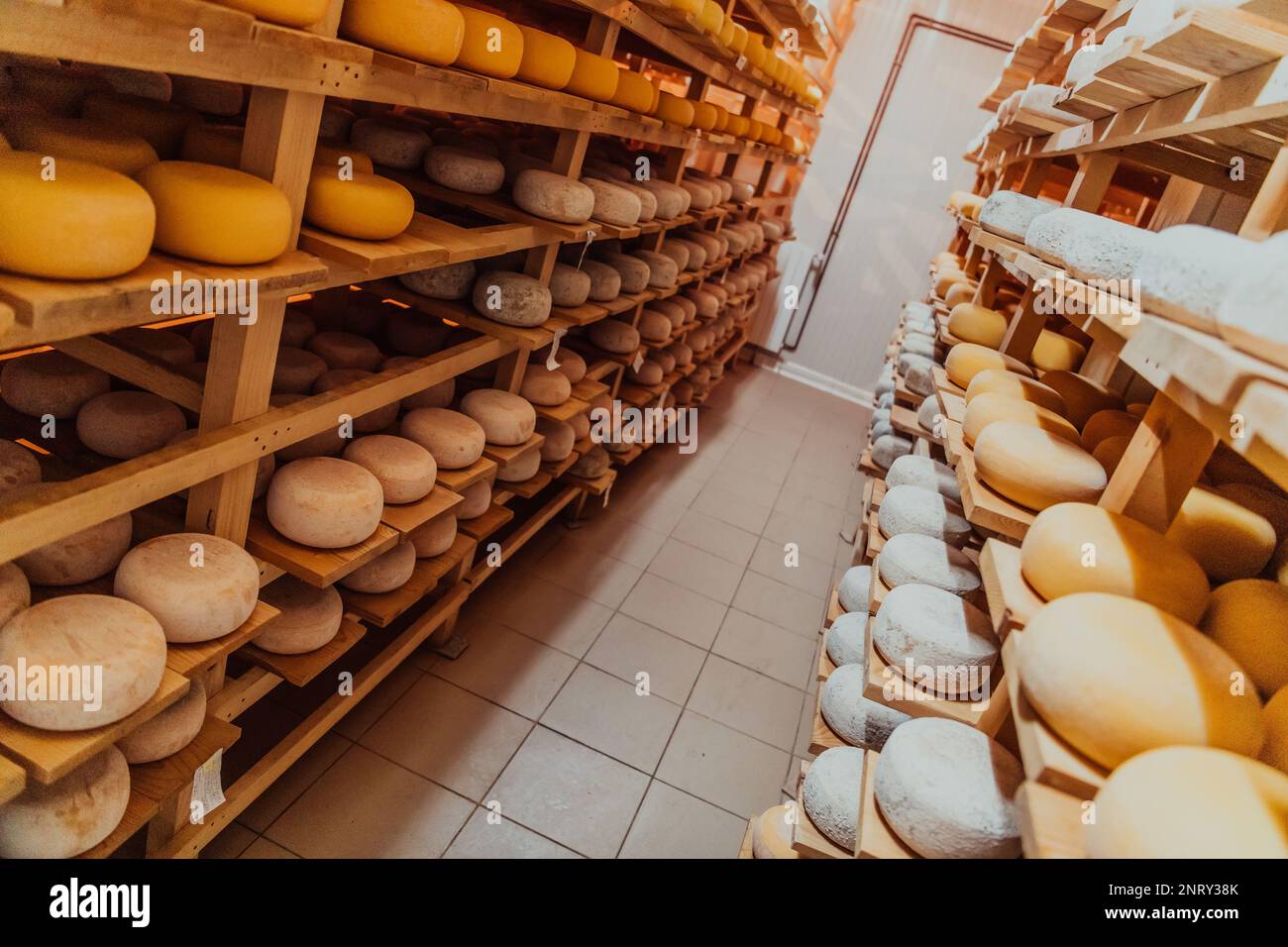 A large storehouse of manufactured cheese standing on the shelves ready ...