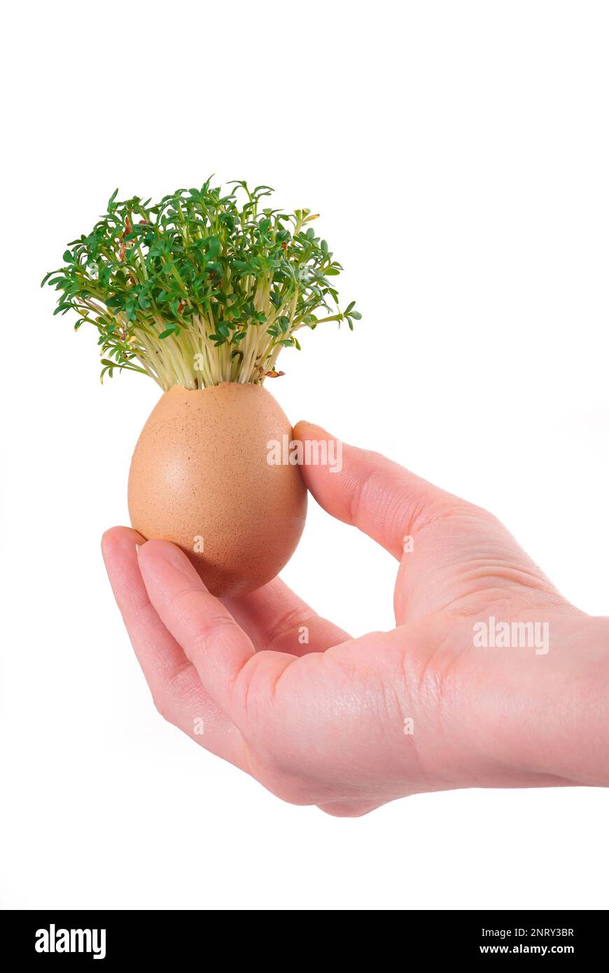 Growing cress in egg hi-res stock photography and images - Alamy