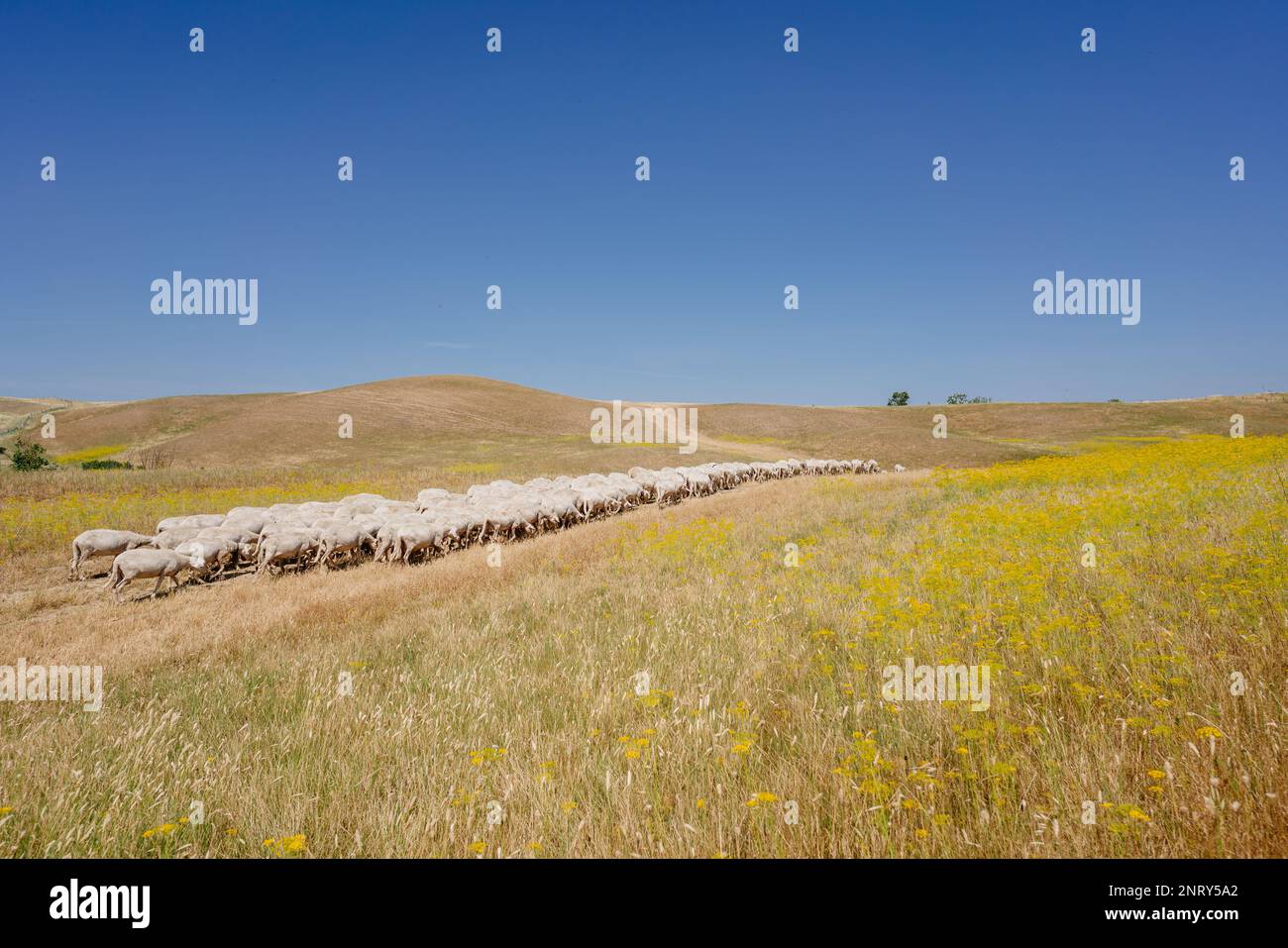 A flock of sheep grazing on the golden hills of Tuscany. Italy Stock ...