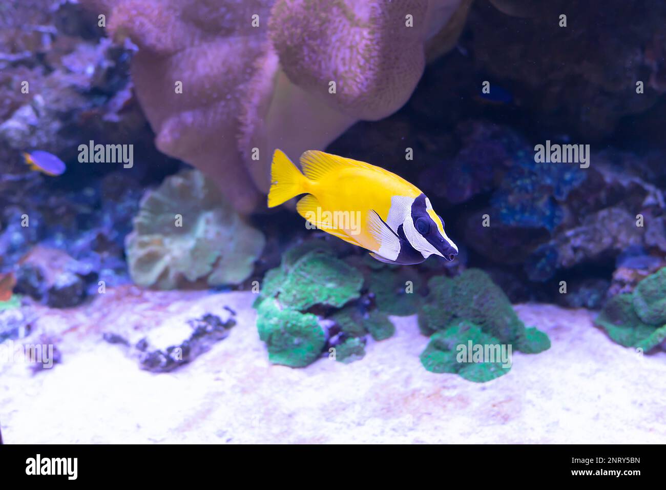 Fish swims underwater in aquarium hi-res stock photography and images ...