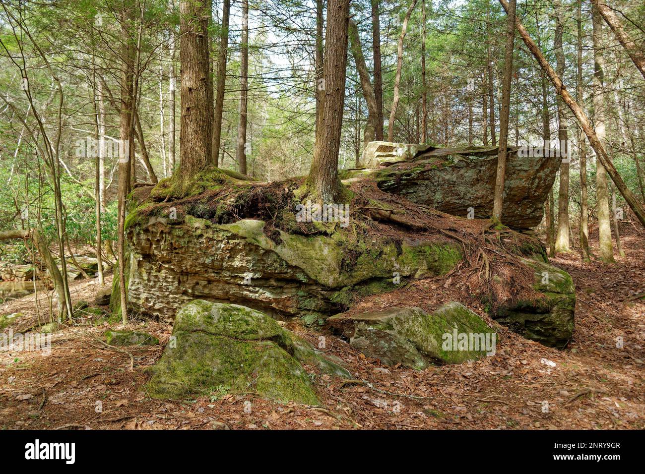 A cluster of boulders together covered with moss and lichen with mature ...
