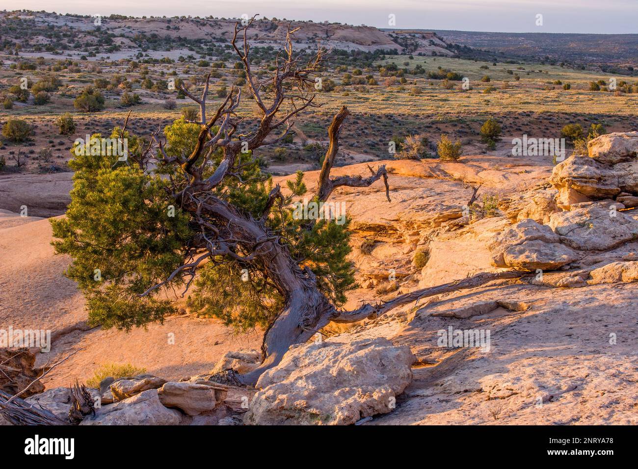 A pinyon pine tree growing out of the Navajo sandstone in the Navajo ...
