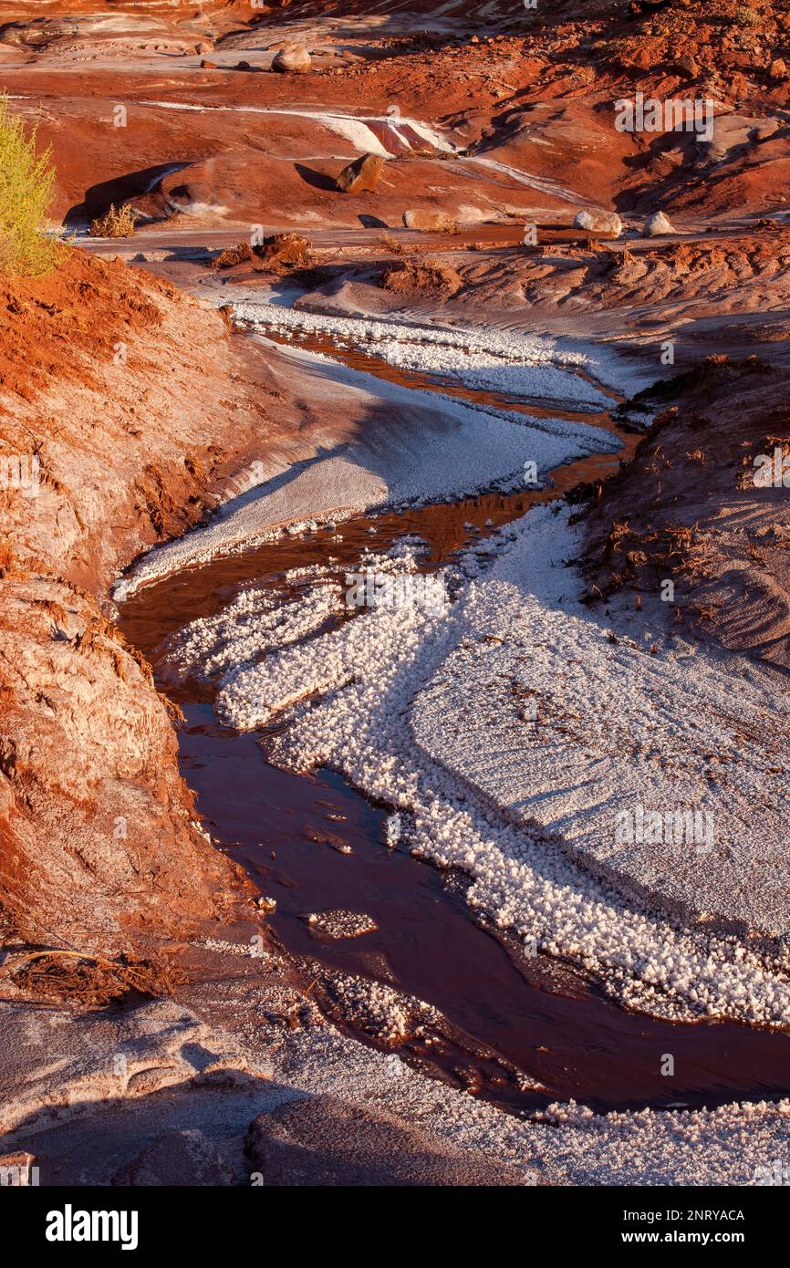 Potassium and salt crystals forming along the edge of a mineral seep ...