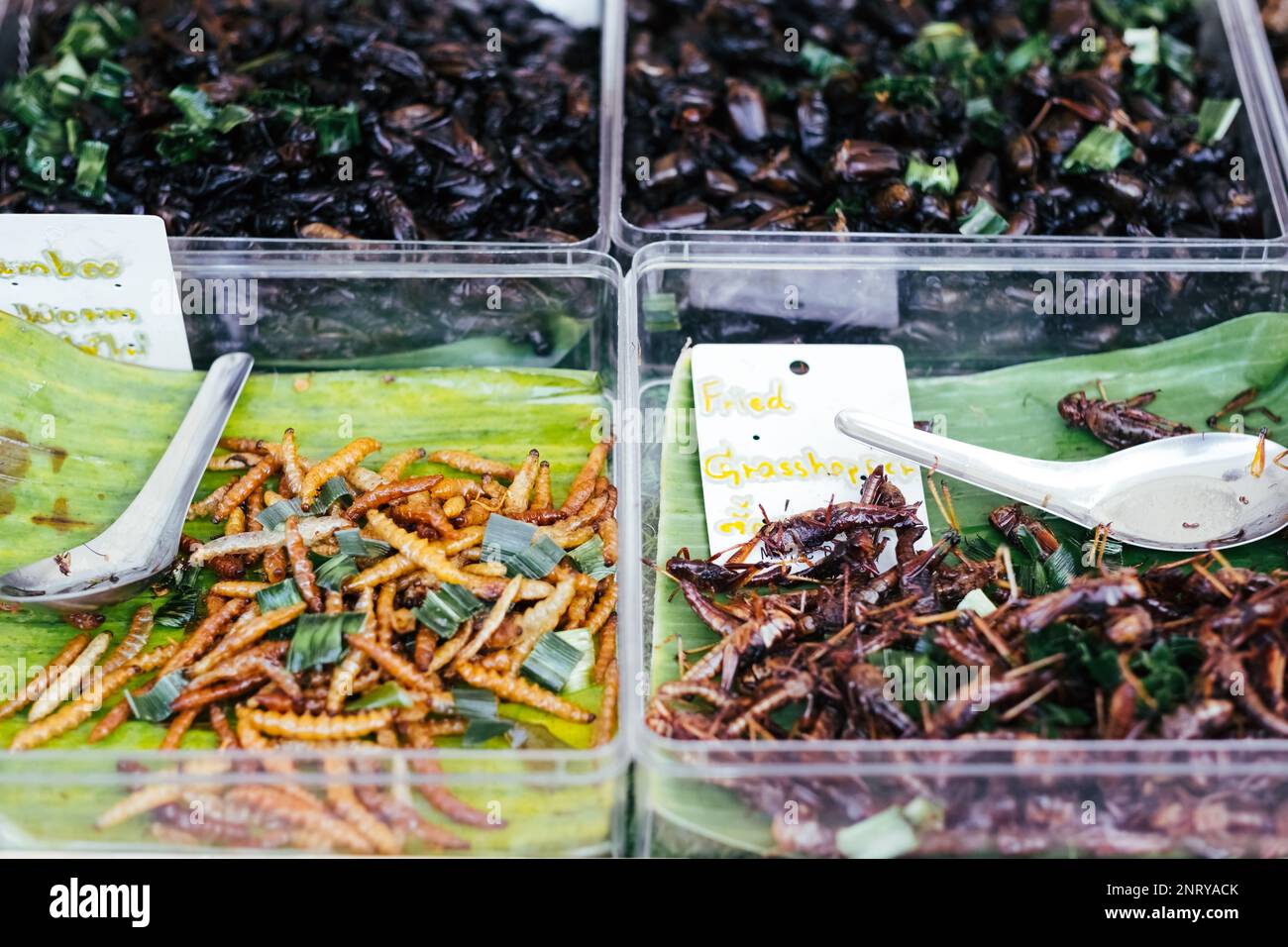 Fried food insects. Exotic cooked insect snacks on street asian market ...
