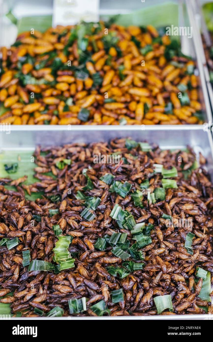 Asian insects hi-res stock photography and images - Alamy