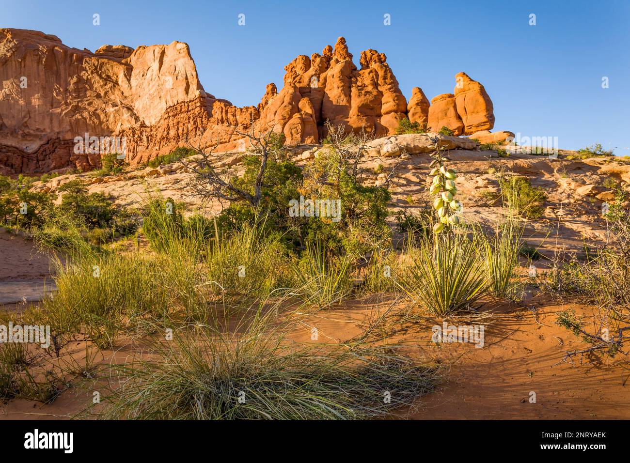 Yucca flowers in bloom in the sand in front of the Entrada sandstone ...