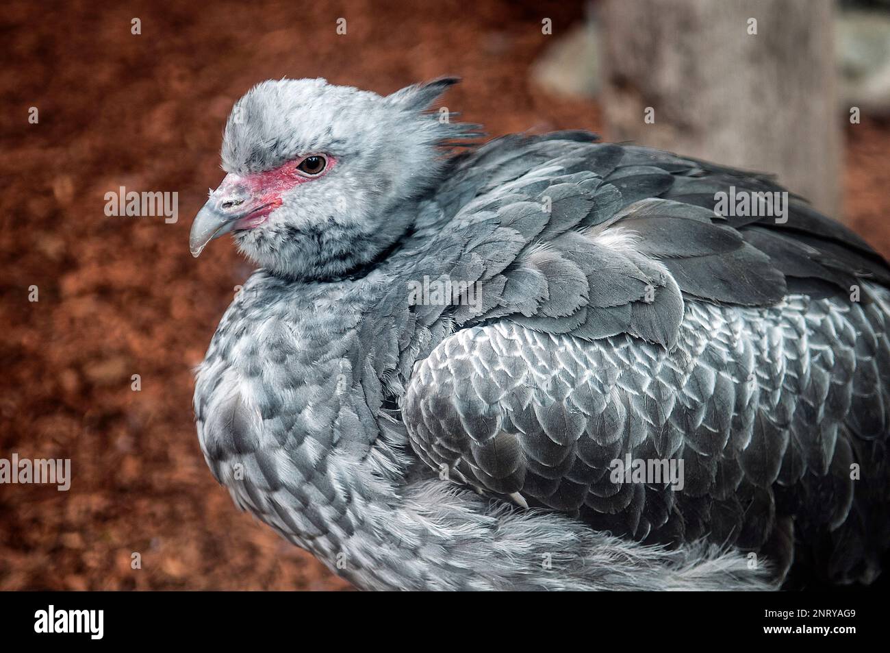 Southern screamer hi-res stock photography and images - Alamy