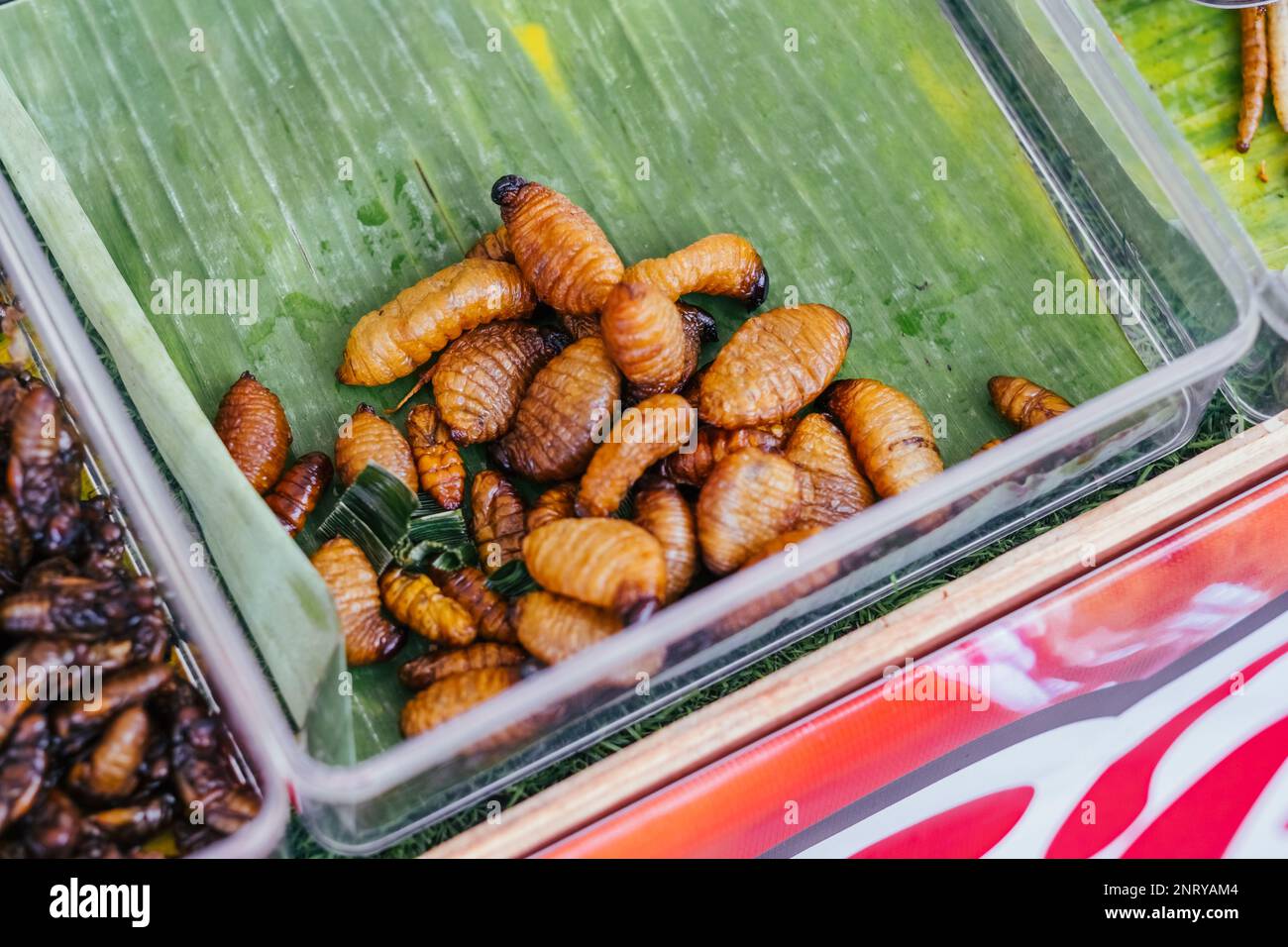 Fried food insects. Exotic cooked insect snacks on street asian market ...