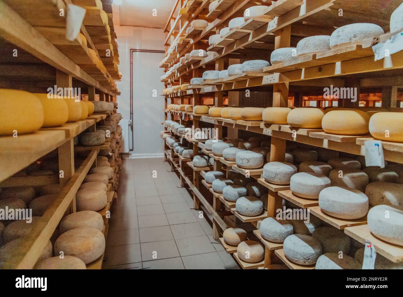 A large storehouse of manufactured cheese standing on the shelves ready ...