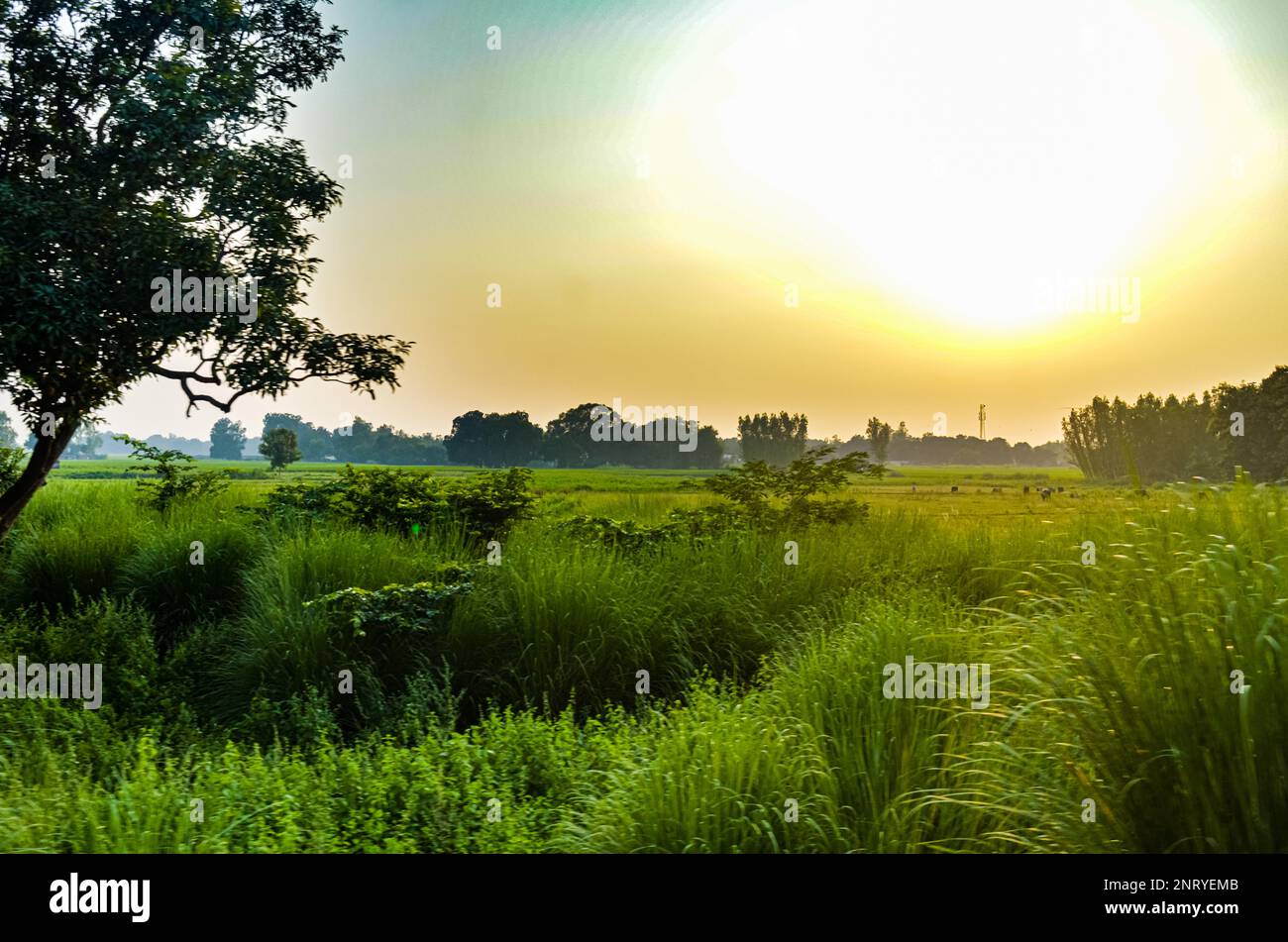 Green grass field illuminated by sunset sunlight with glowing sun in ...