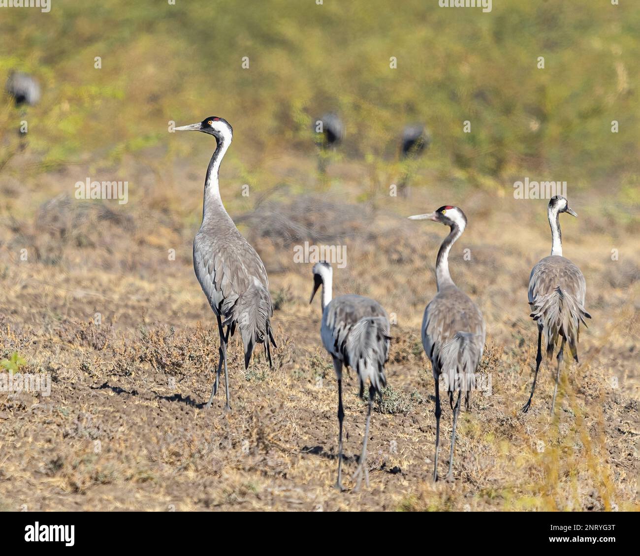 A Common Crane leading its family Stock Photo - Alamy