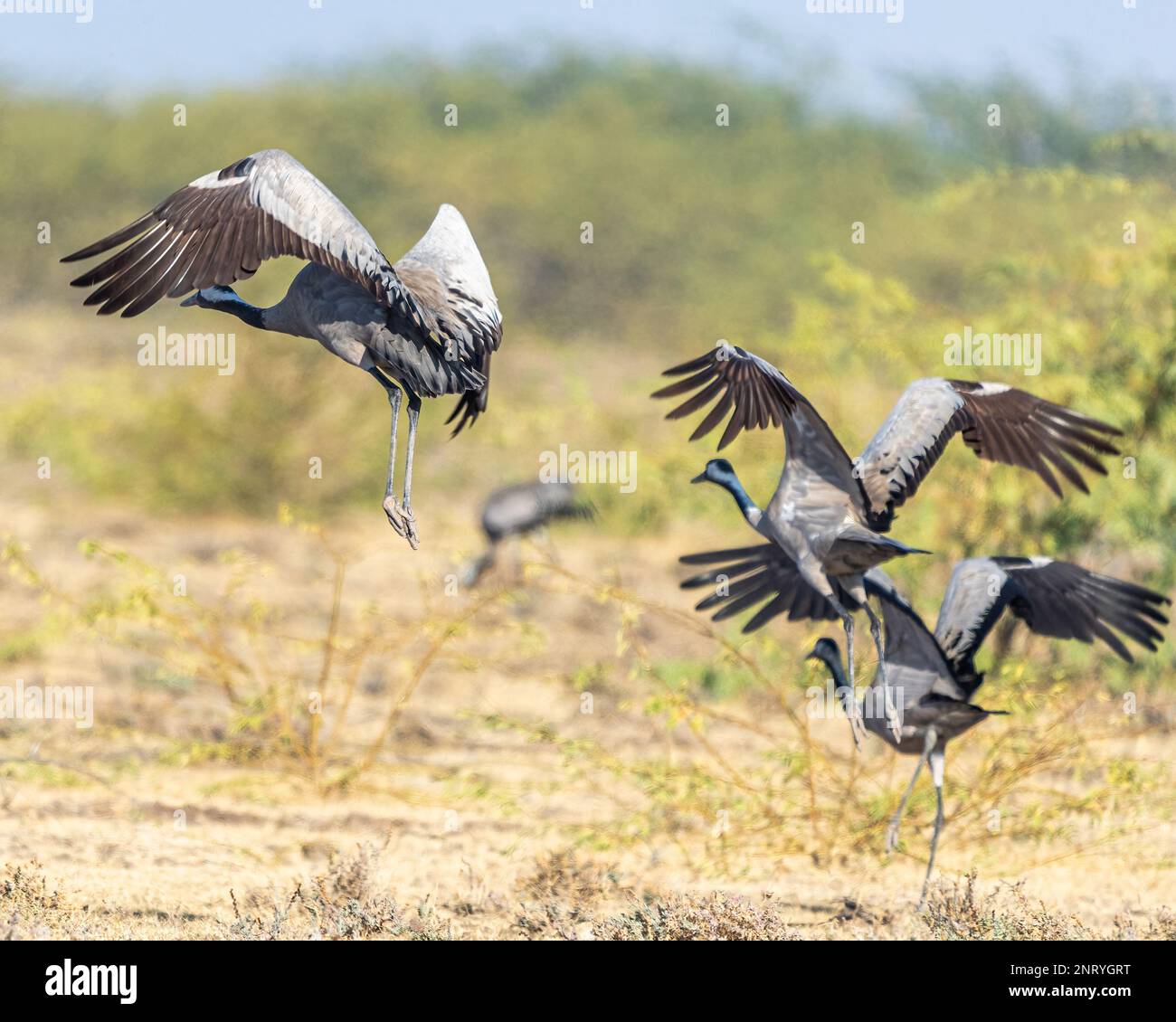A Group of Common Cranes taking off from ground Stock Photo - Alamy
