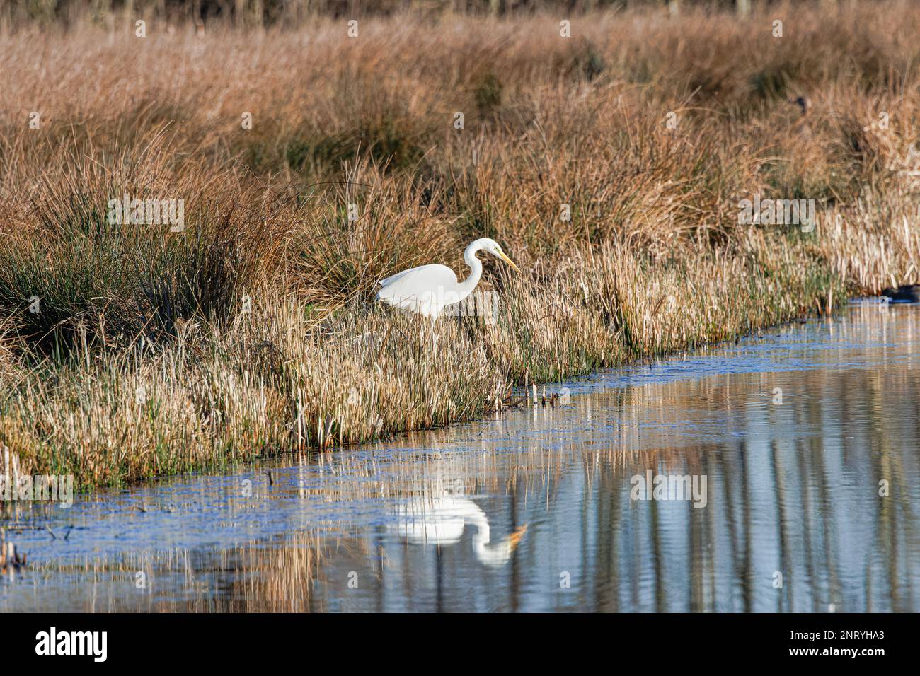 Hunting Great Egret, Ardea alba, hunting position along water's edge ...