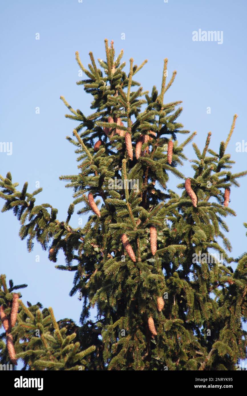 Spruce Tree with Pine Cones (pinus Stock Photo - Alamy