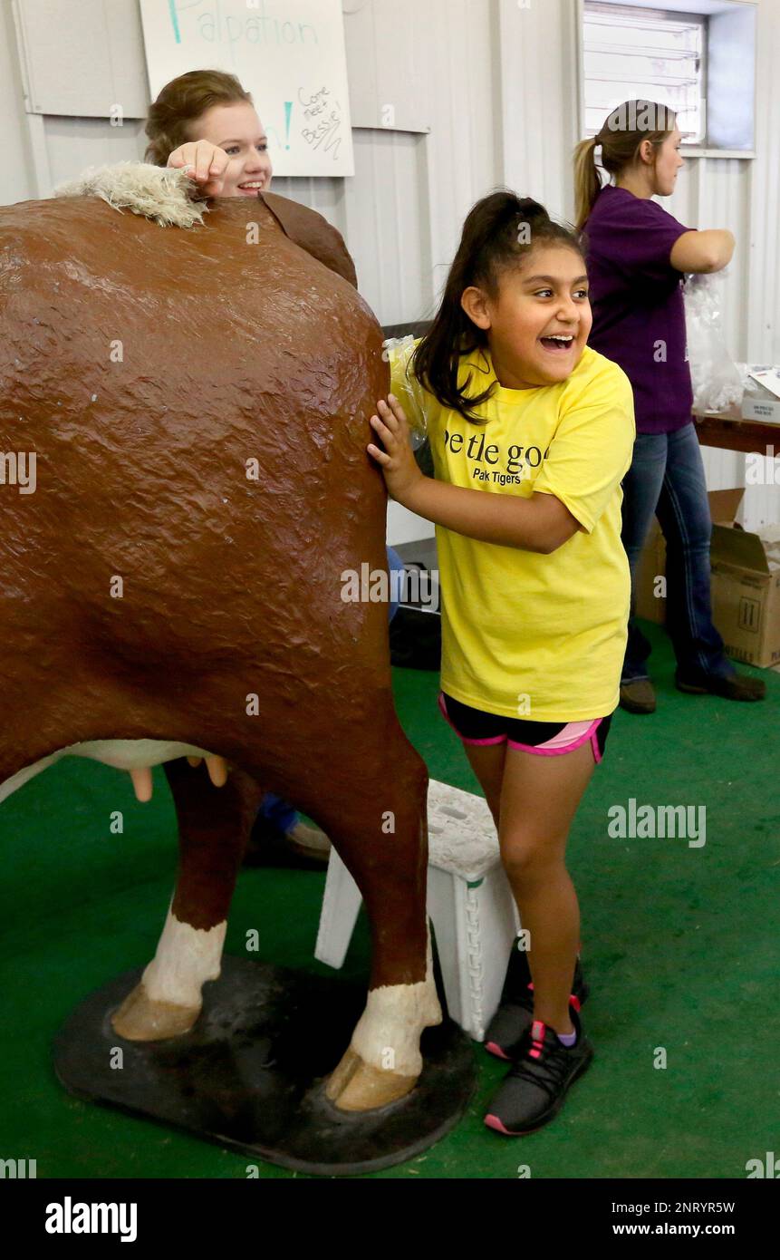 Yaneli Garcia does a pregnancy check on a mock cow named 'Bessie' in ...