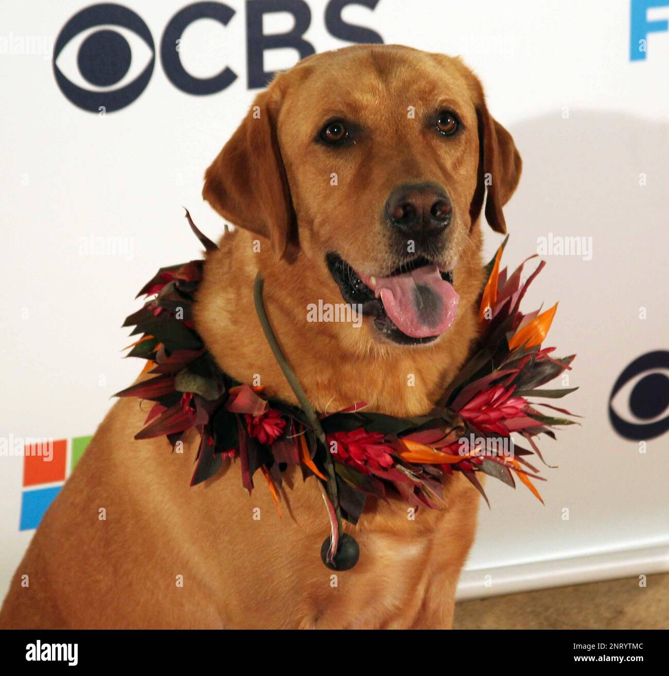 September 19, 2019 - Eddie during the Hawaii Five-O and Magnum P.I ...