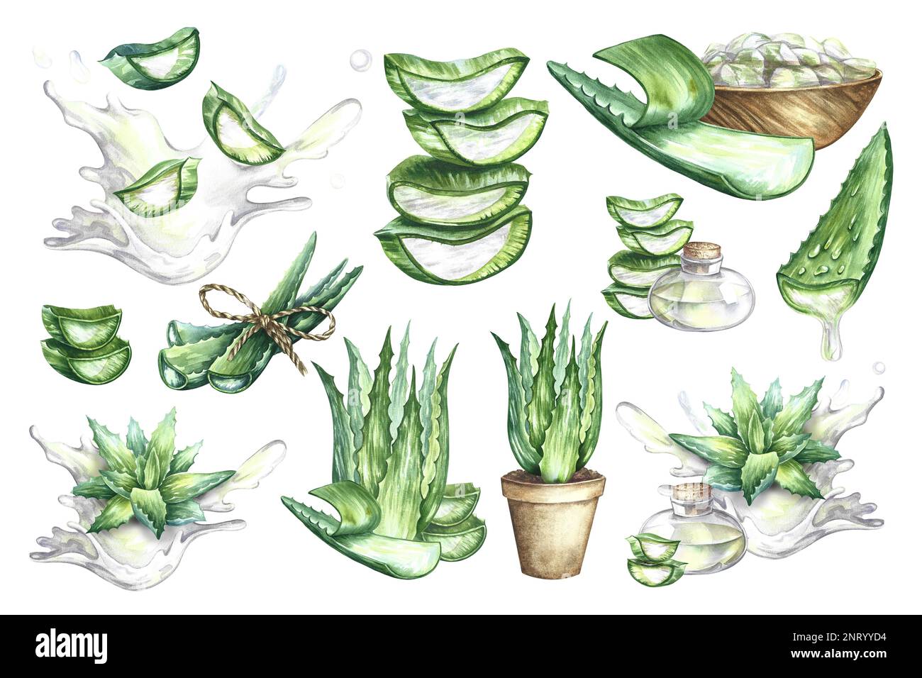 Set of compositions with aloe vera. Watercolor hand drawn. For labels ...